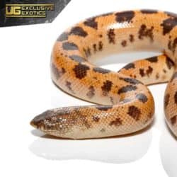 Boas For Sale - Underground Reptiles