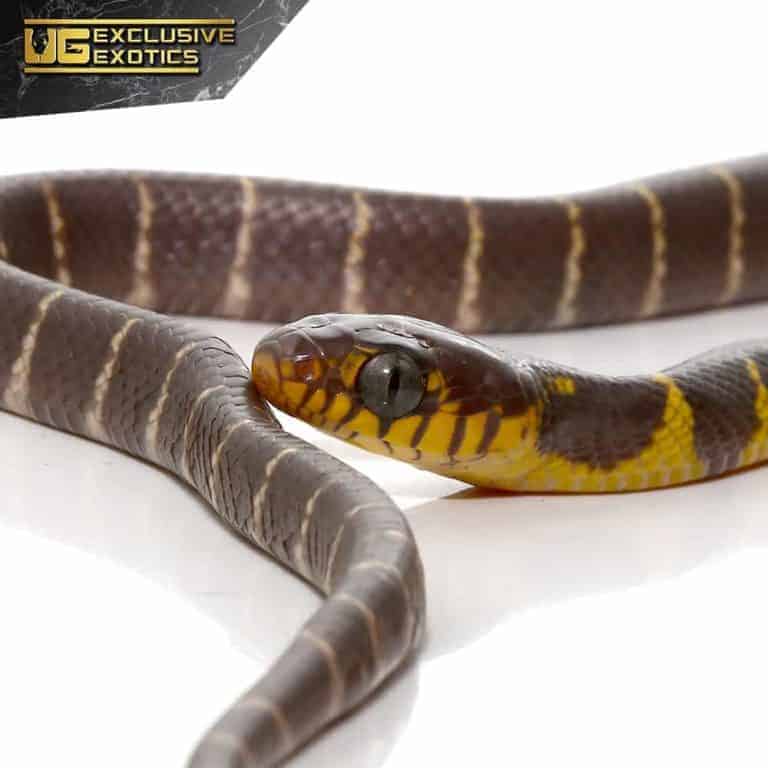 Mangrove Snakes For Sale - Underground Reptiles