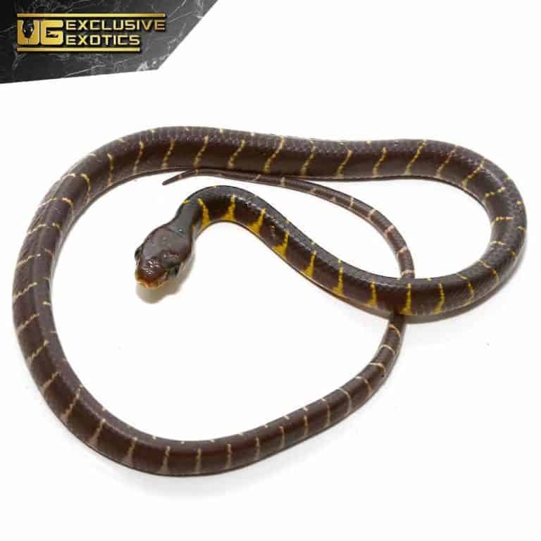 Mangrove Snakes For Sale - Underground Reptiles