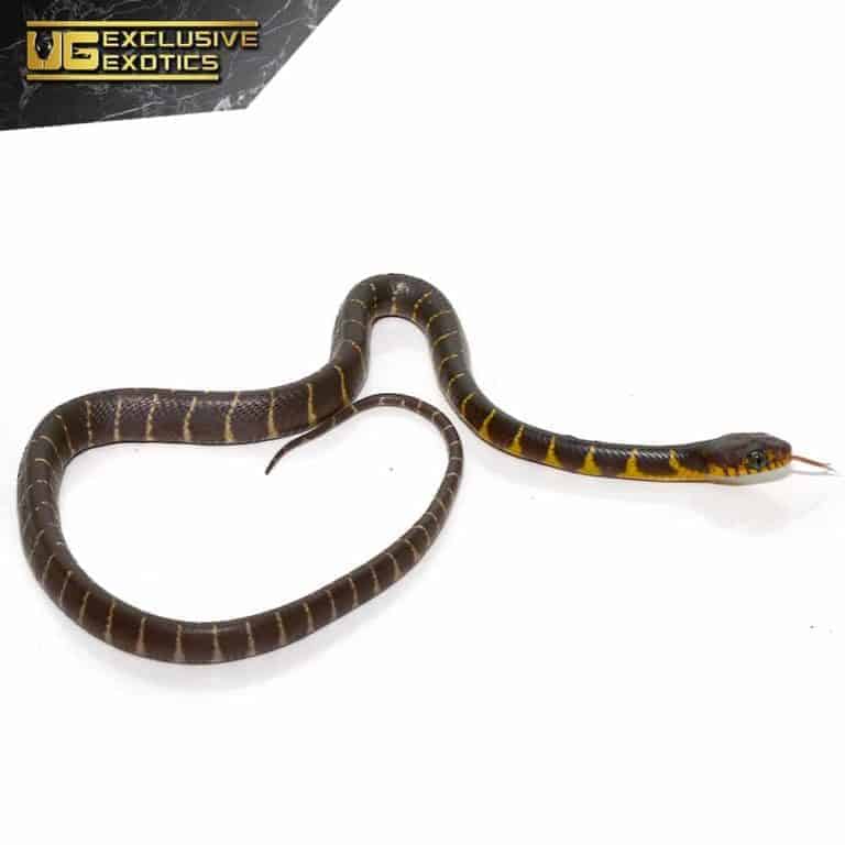 Mangrove Snakes For Sale - Underground Reptiles