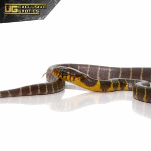 Mangrove Snakes For Sale - Underground Reptiles