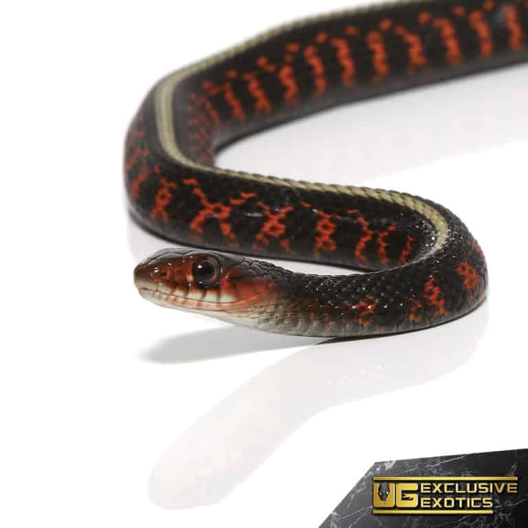 Baby Oregon Red Spotted Garter Snakes For Sale - Underground Reptiles