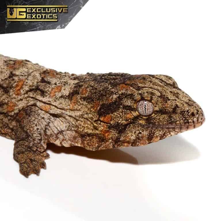 Baby Leachianus Geckos For Sale - Underground Reptiles