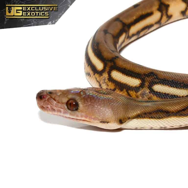 Baby Super Tiger Reticulated Python - Underground Reptiles
