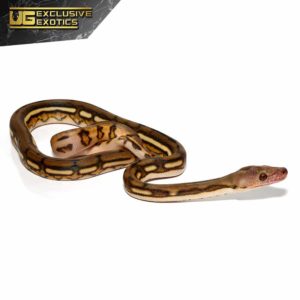 Baby Super Tiger Reticulated Python - Underground Reptiles