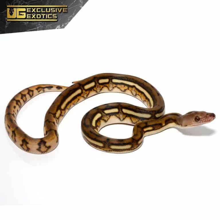 Baby Super Tiger Reticulated Python - Underground Reptiles