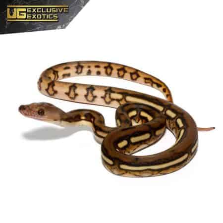 Baby Super Tiger Reticulated Python - Underground Reptiles