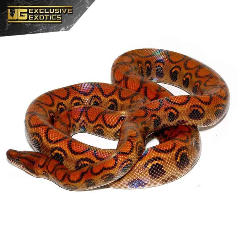 Exclusive Exotics for Sale - Snakes, Lizards, Turtles and More!