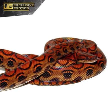 Juvenile Brazilian Rainbow Boa (Epicrates cenchria) For Sale ...