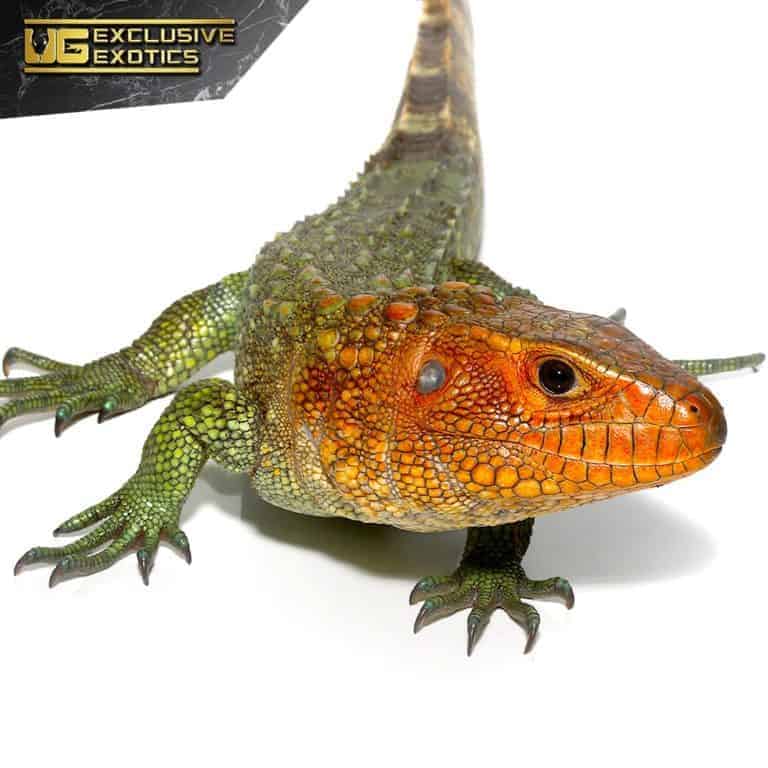 Baby Caiman Lizards For Sale - Underground Reptiles