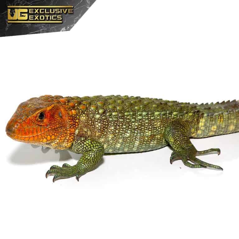 Baby Caiman Lizards For Sale - Underground Reptiles