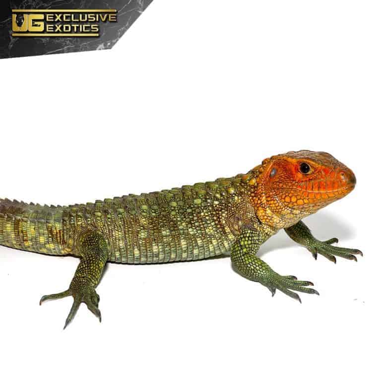 Baby Caiman Lizards For Sale - Underground Reptiles