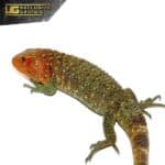 Baby Caiman Lizards For Sale - Underground Reptiles