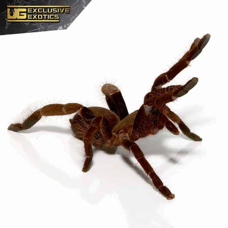 Cameroon Red Baboon Tarantula (2'') - Underground Reptiles