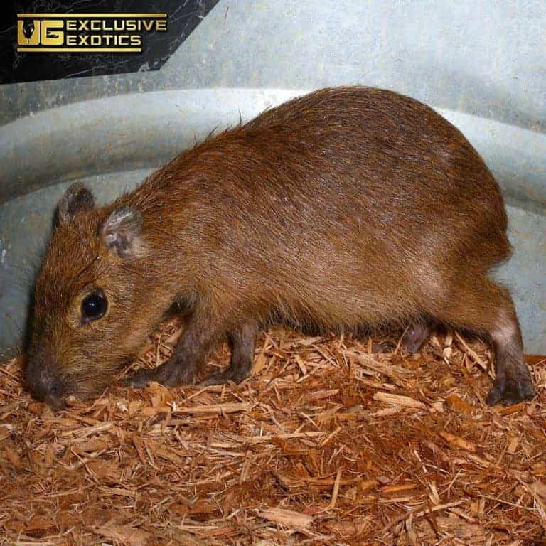 Baby Capybaras (Hydrochoerus hydrochaeris) For Sale - Underground Reptiles
