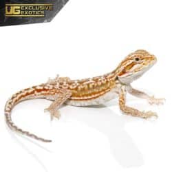 Cinnamon Dunner Leatherback Bearded Dragons For Sale - Underground Reptiles