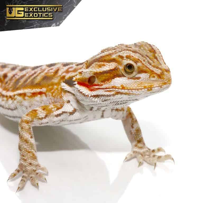 Cinnamon Leatherback Bearded Dragons (Pogona vitticeps) For Sale ...