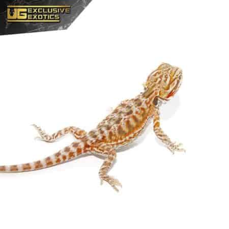 Cinnamon Leatherback Bearded Dragons (Pogona vitticeps) For Sale ...