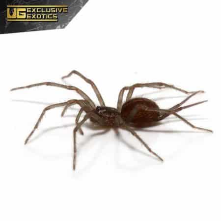 Reptiles for Sale - Snakes, Bearded Dragons, Turtles and More!