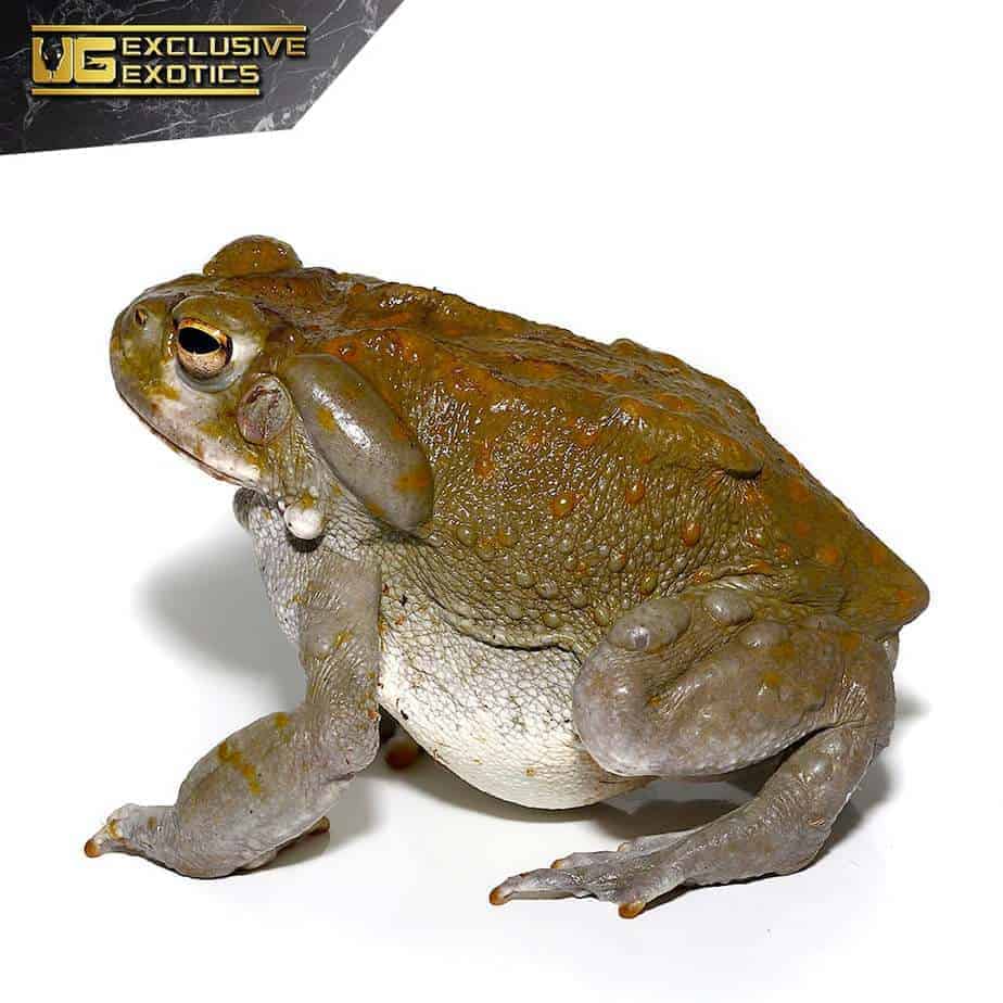 Colorado River Toads For Sale - Underground Reptiles