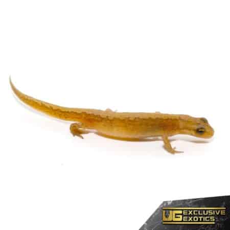 European Smooth Newts for Sale - Underground Reptiles