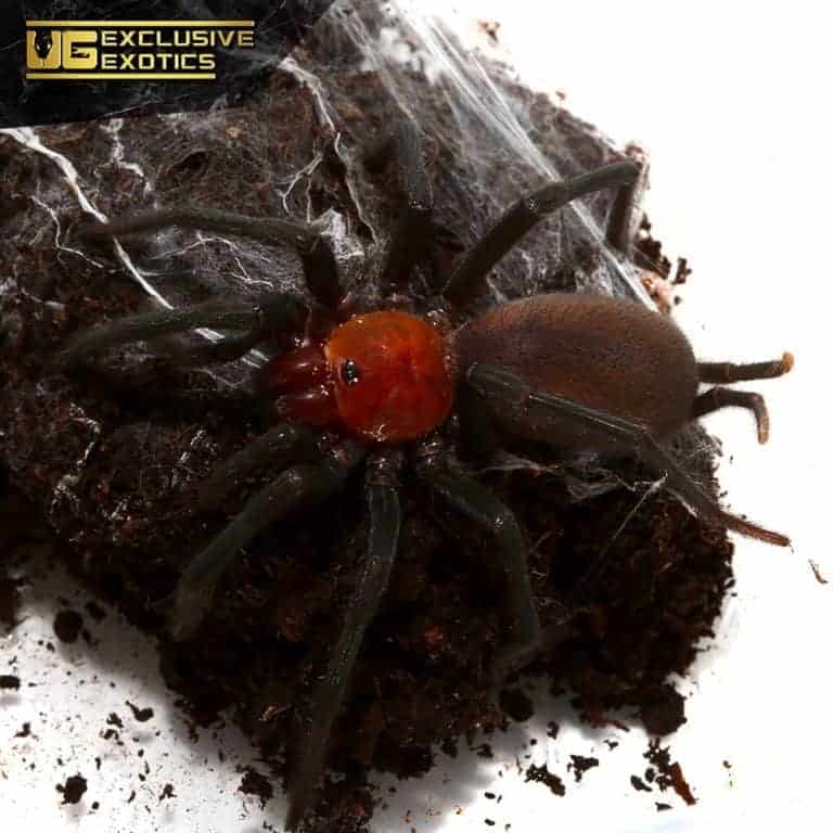 French Guianan Red And Black Curtain Web Spider (Harmonicon oiapaqueae ...