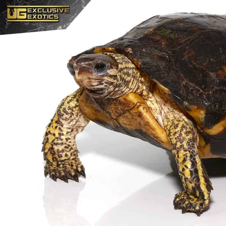 Turtles For Sale - Underground Reptiles