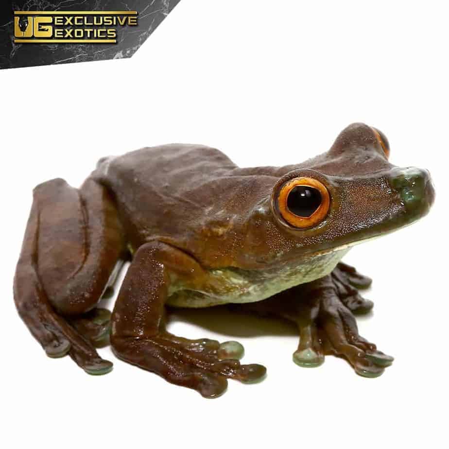 Gladiator Tree Frog - Underground Reptiles