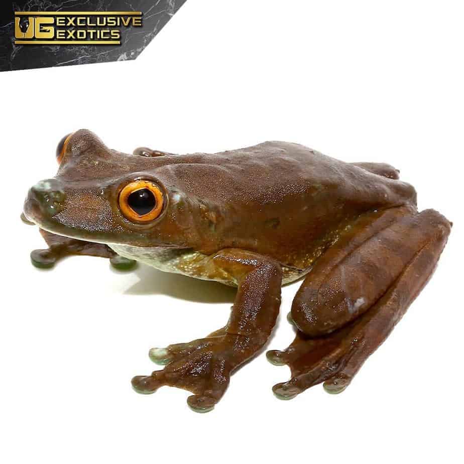 Gladiator Tree Frog - Underground Reptiles