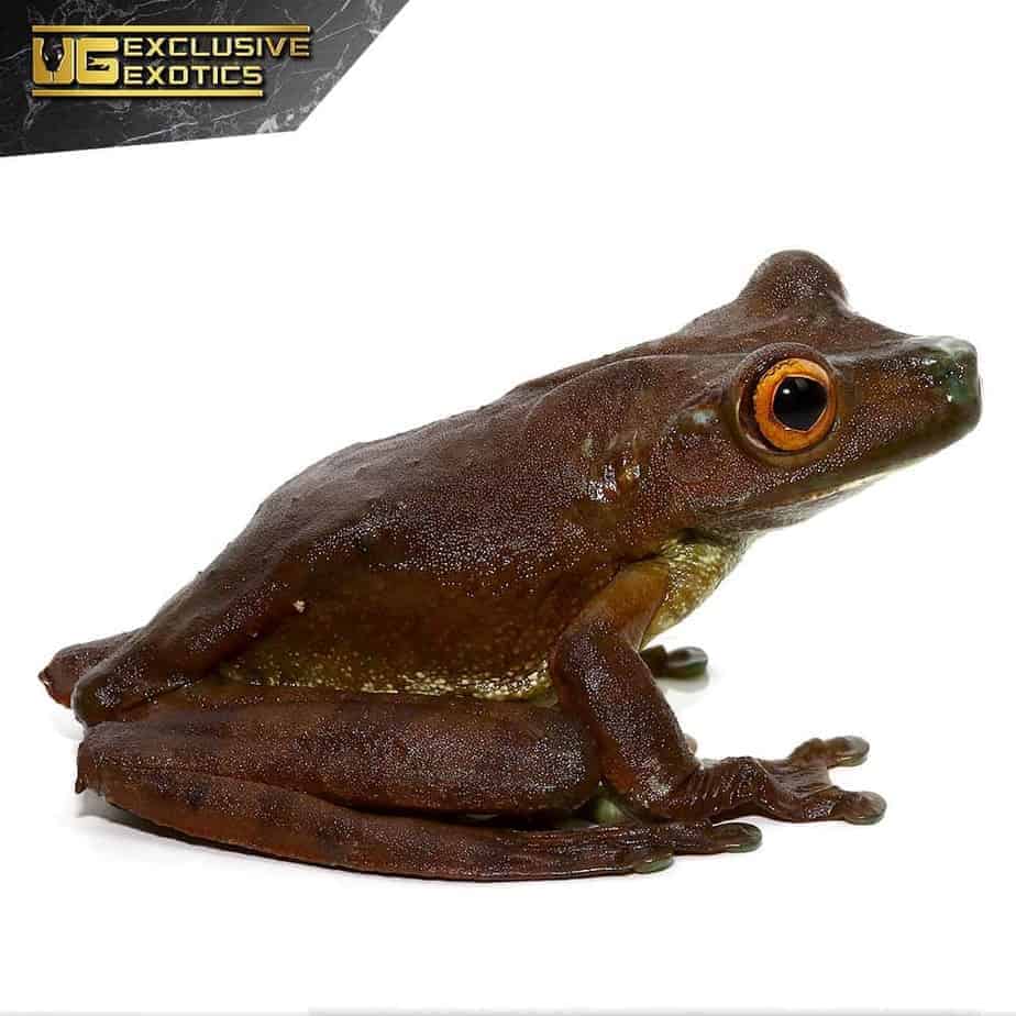 Gladiator Tree Frog - Underground Reptiles
