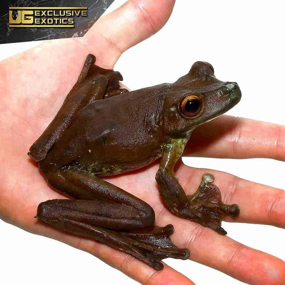 Gladiator Tree Frog - Underground Reptiles