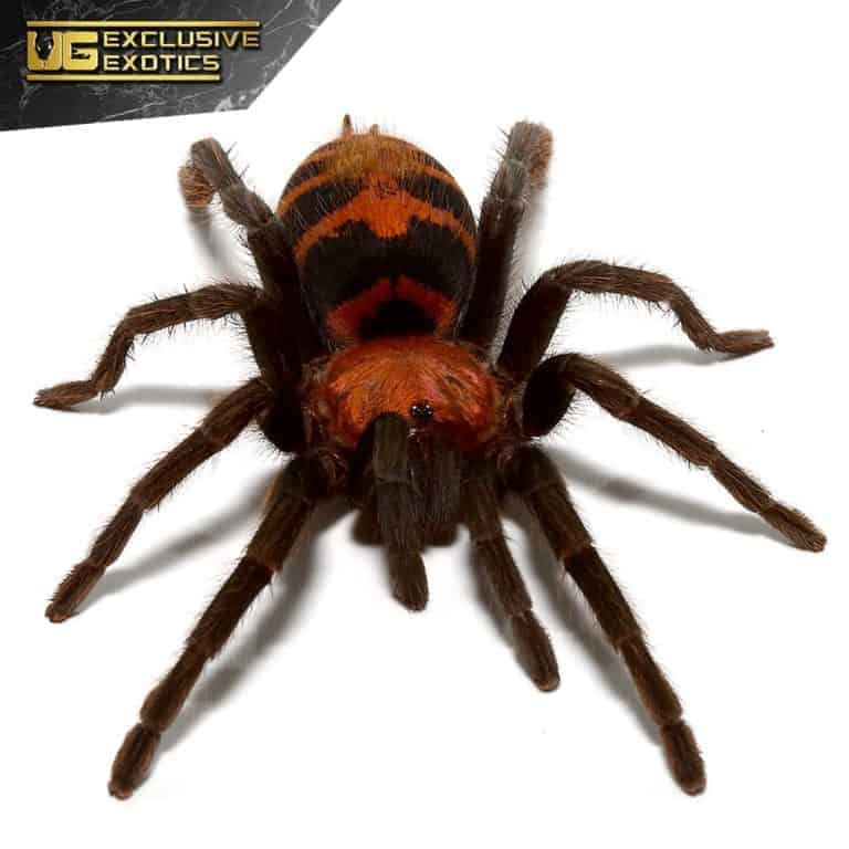 Guatemalan Tiger Rump Tarantula (2'') - Underground Reptiles