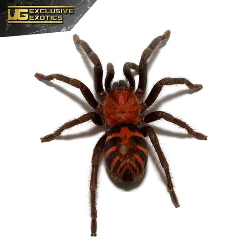 Guatemalan Tiger Rump Tarantula (2'') - Underground Reptiles