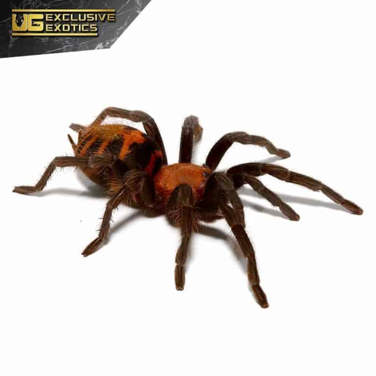 Guatemalan Tiger Rump Tarantula (2'') - Underground Reptiles