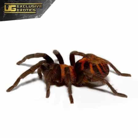 Guatemalan Tiger Rump Tarantula (2'') - Underground Reptiles