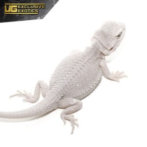 Hypo Zero Bearded Dragon For Sale - Underground Reptiles