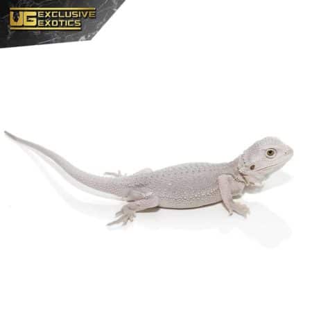 Hypo Zero Bearded Dragon For Sale - Underground Reptiles