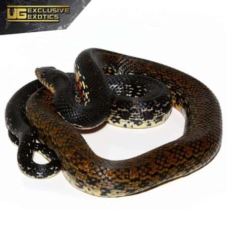 Madagascar Giant Hognose Snakes For Sale - Underground Reptiles