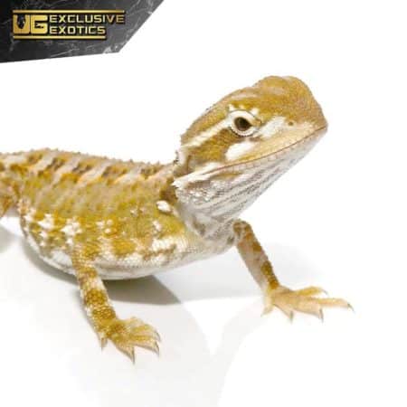 Rankins Dragon For Sale - Underground Reptiles