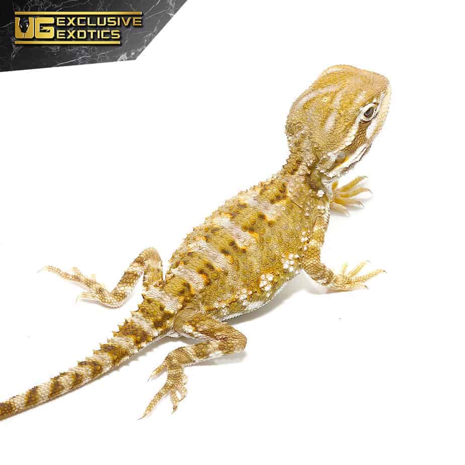 Rankins Dragon For Sale - Underground Reptiles
