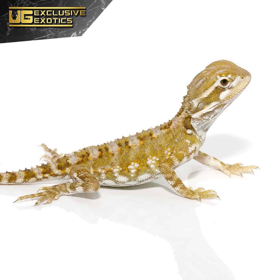 Rankins Dragon For Sale - Underground Reptiles