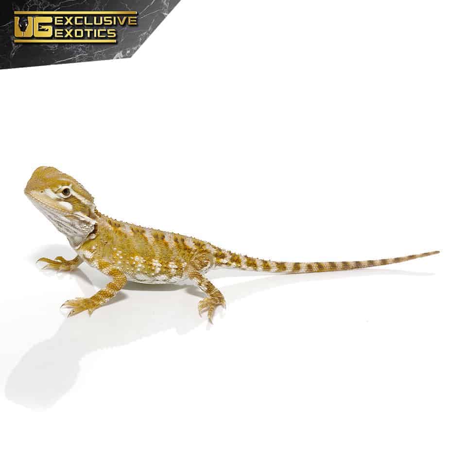 Rankins Dragon For Sale - Underground Reptiles