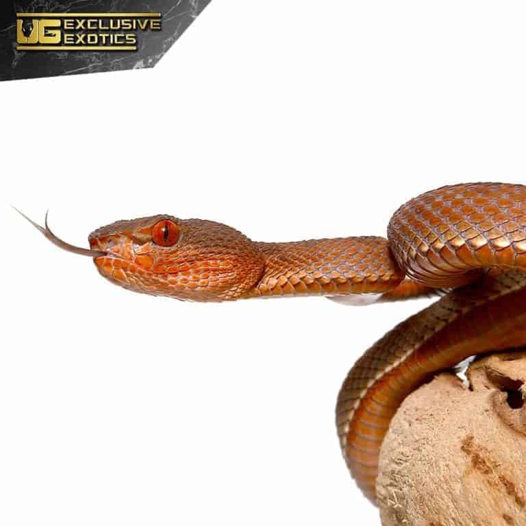 Red Purple Spotted Pit Viper - Underground Reptiles