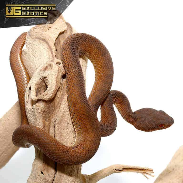 Red Purple Spotted Pit Viper - Underground Reptiles