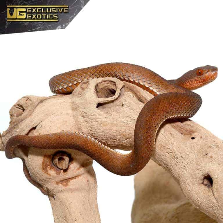 Red Purple Spotted Pit Viper - Underground Reptiles