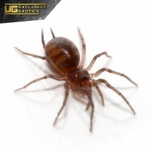 Rurrenabaque Curtain Web Spider (.25 - .75'') - Underground Reptiles