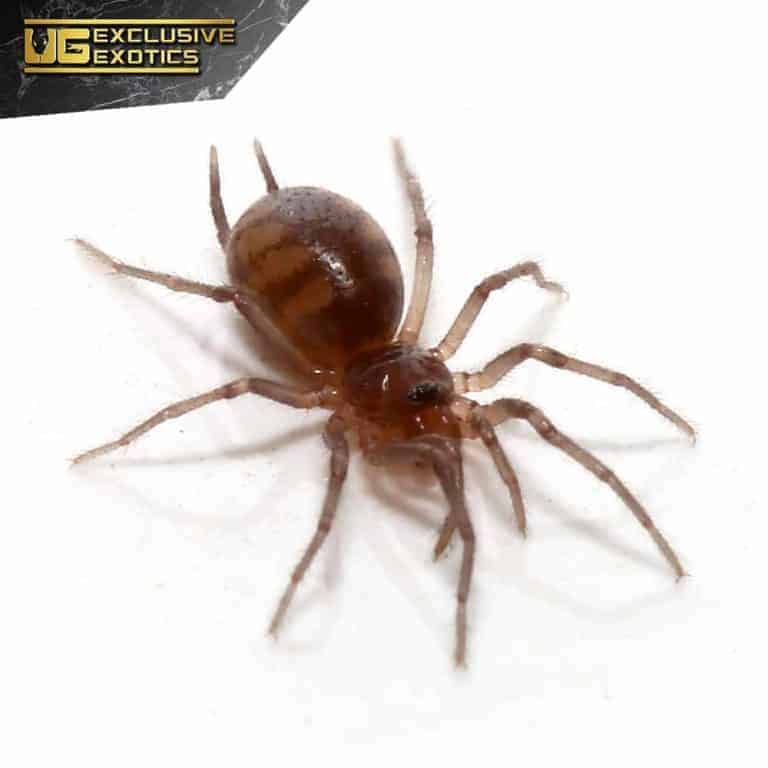 Rurrenabaque Curtain Web Spider (.25 - .75'') - Underground Reptiles
