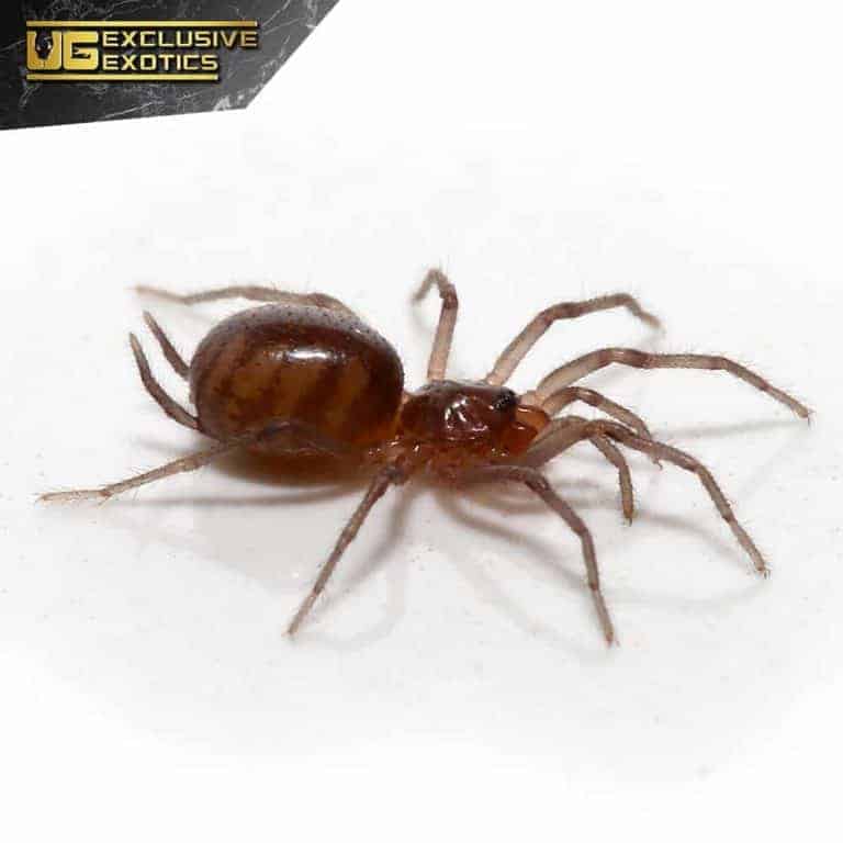 Rurrenabaque Curtain Web Spider (.25 - .75'') - Underground Reptiles