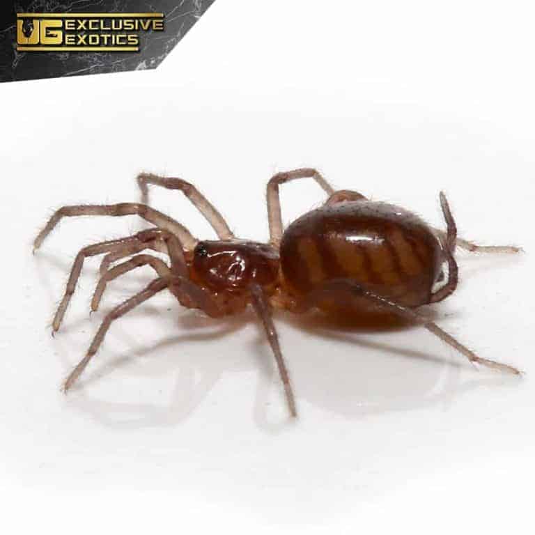 Rurrenabaque Curtain Web Spider (.25 - .75'') - Underground Reptiles