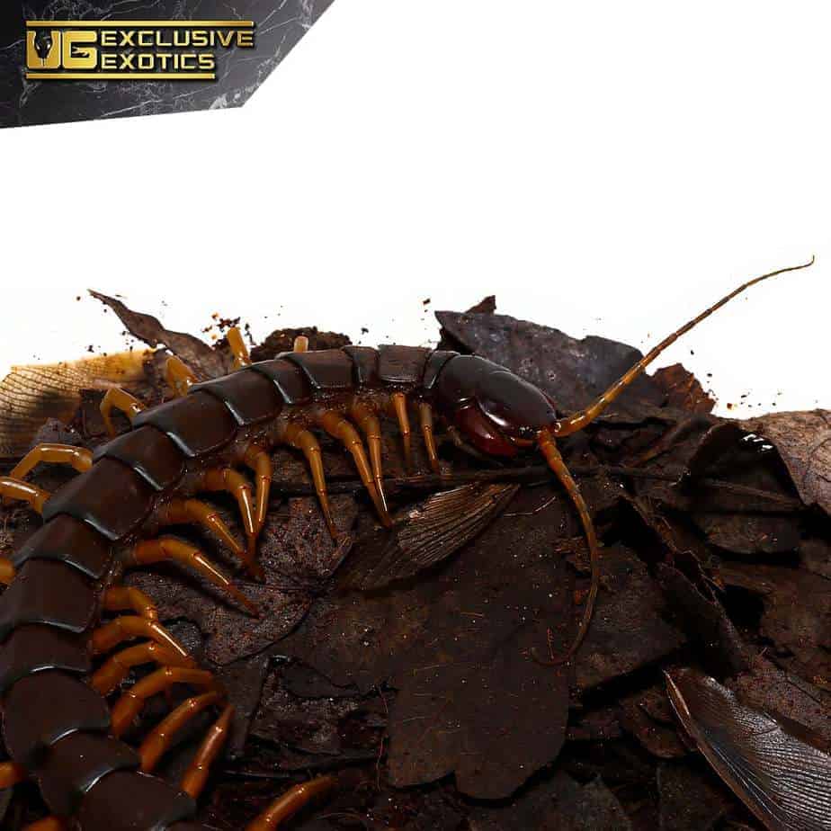 Solomon Island Centipede - Underground Reptiles